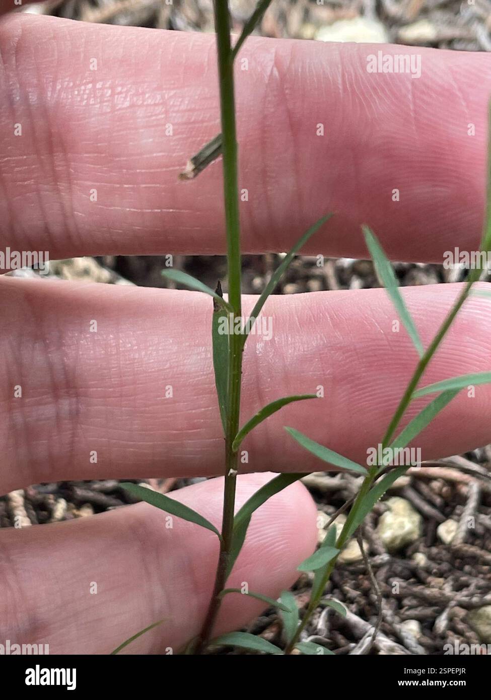 Rock Flax (Linum rupestre), Plantae, Friedrich Wilderness Park, San ...