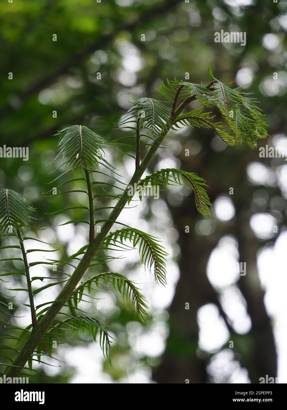 Vessel Fern (Angiopteris lygodiifolia), Plantae, 台灣台北 Stock Photo - Alamy