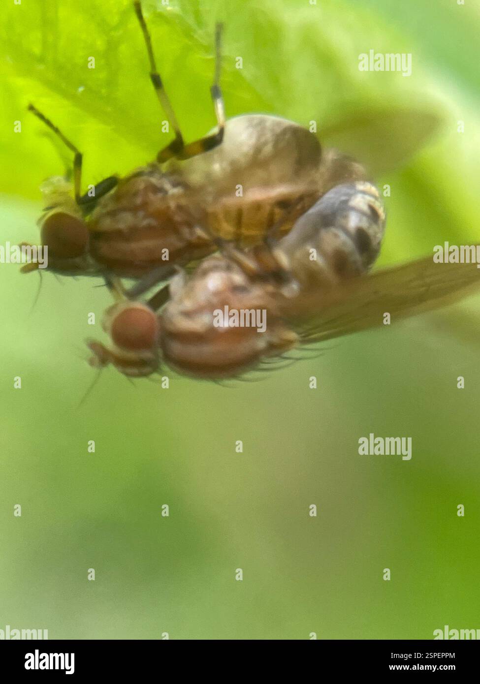 (Sapromyza brunneovittata), Insecta, Monash University Clayton Stock ...