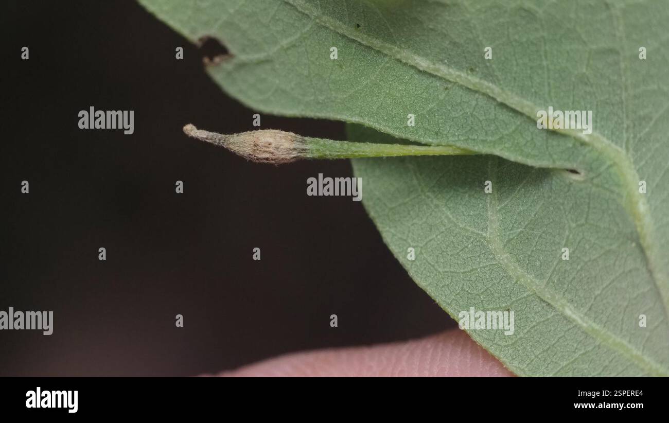 Small Oak Spindle Gall Wasp (Andricus chinquapin), Insecta, Southwest ...