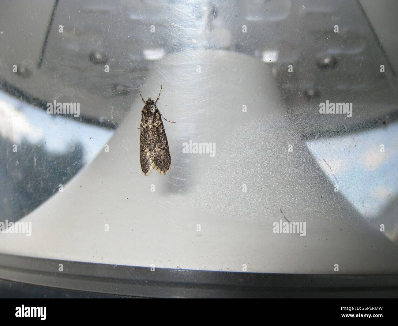 March Tubic (Diurnea fagella), Insecta, Edinburgh, UK Stock Photo - Alamy