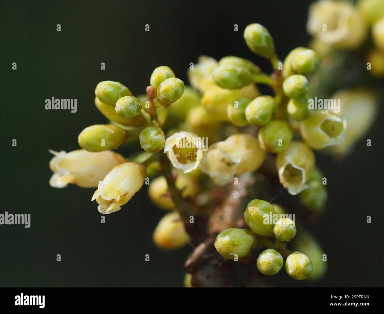 Japanese Maesa (Maesa japonica), Plantae, 台灣新北市 Stock Photo - Alamy