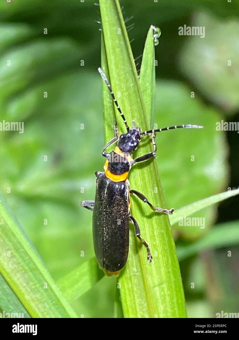 Plague Soldier Beetle (Chauliognathus lugubris), Insecta, Warwick ...