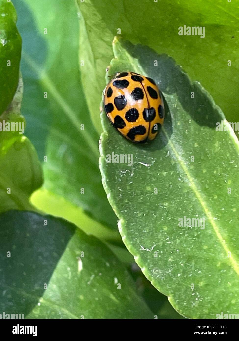 Large Spotted Ladybird (Harmonia conformis), Insecta, Melbourne VIC ...