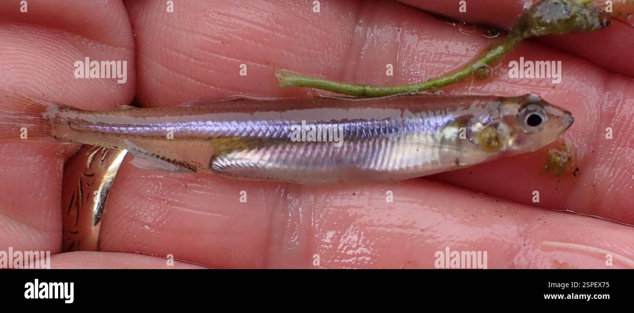 New Zealand Common Smelt (Retropinna retropinna), Actinopterygii ...