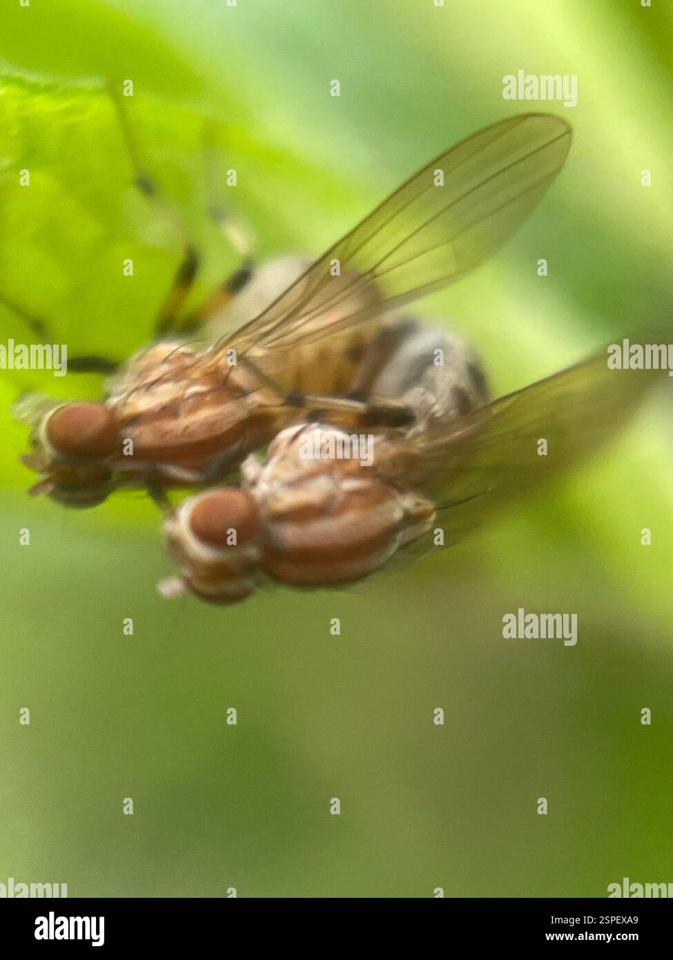 (Sapromyza brunneovittata), Insecta, Monash University Clayton Stock ...