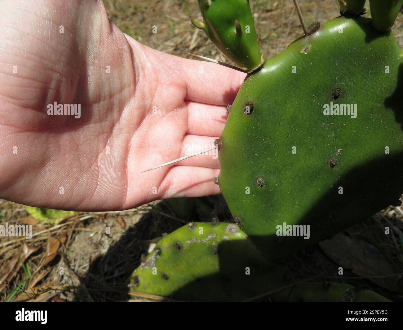 Prickly Pears (Opuntia), Plantae, Beaufort County, SC, USA Stock Photo ...