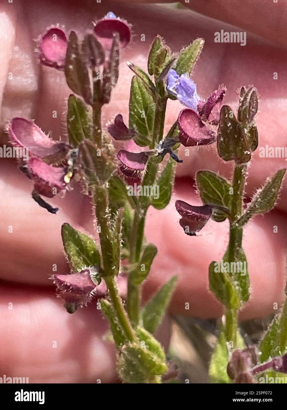 southern skullcap (Scutellaria parvula australis), Plantae, North ...