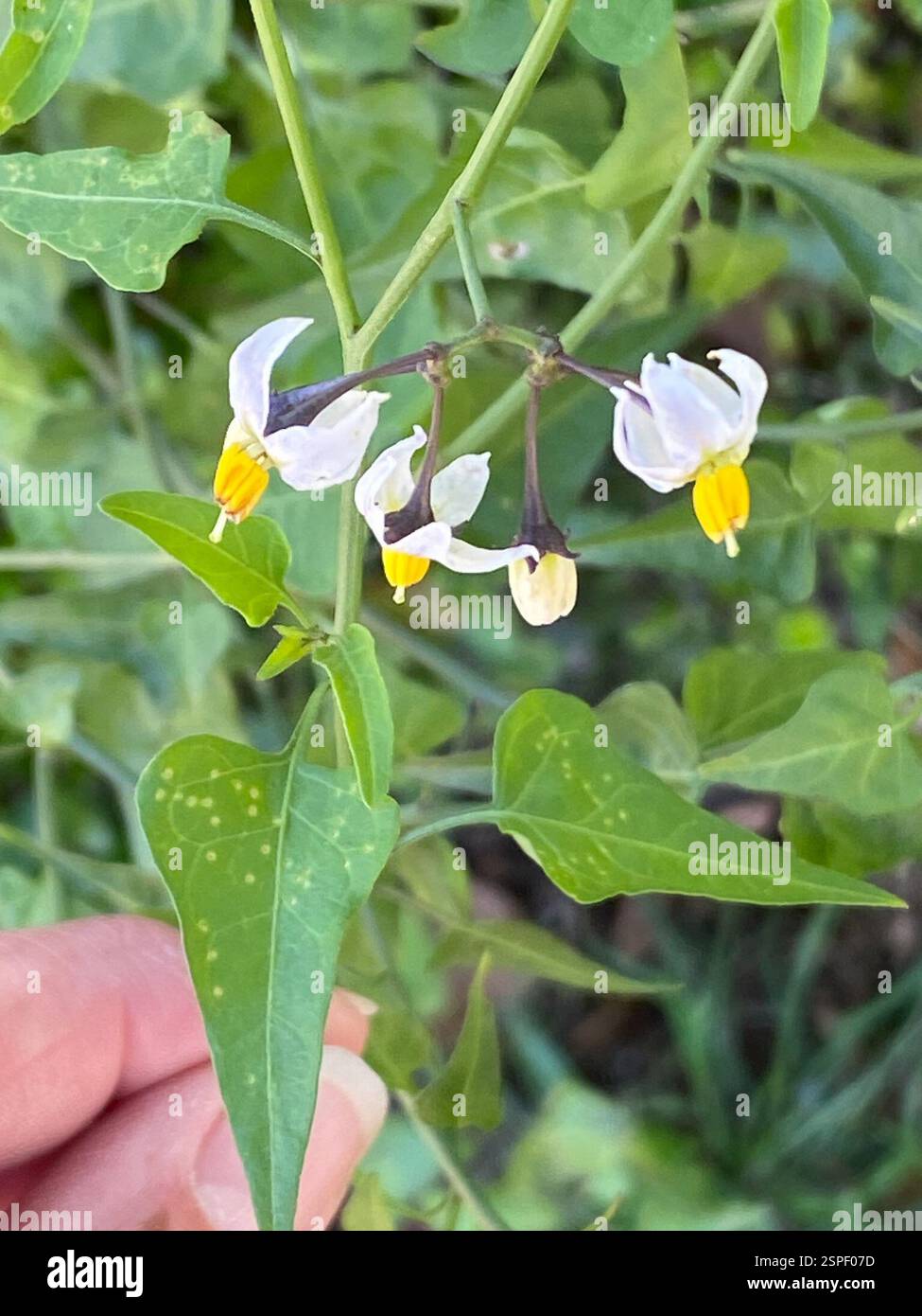 Texas nightshade (Solanum triquetrum), Plantae, E Main St, Cameron, TX ...