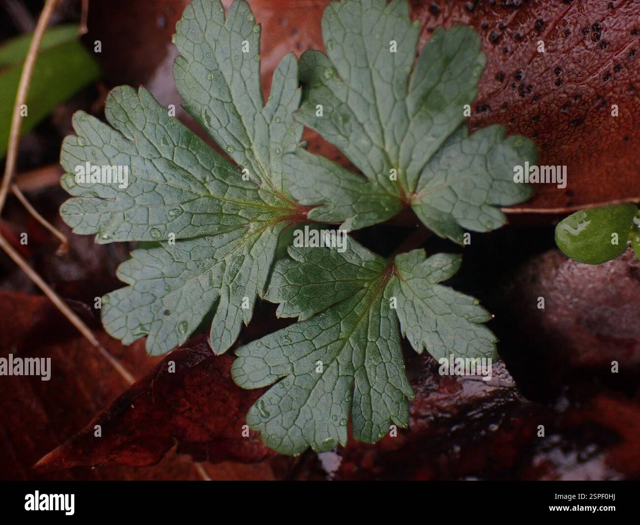northern sanicle (Sanicula graveolens), Plantae, Capital, BC, Canada ...