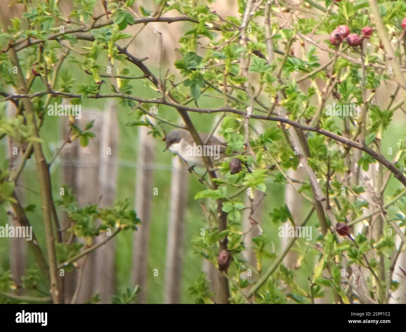 Lesser Whitethroat (Curruca curruca), Aves, Quartier Champs-Fréchets ...