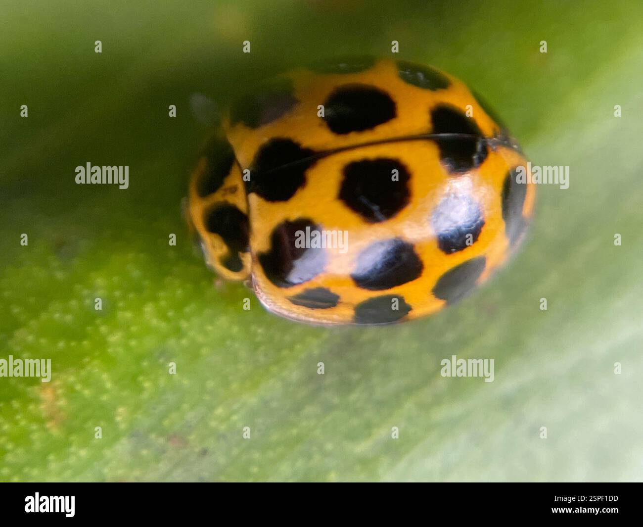 Large Spotted Ladybird (Harmonia conformis), Insecta, Monash University ...
