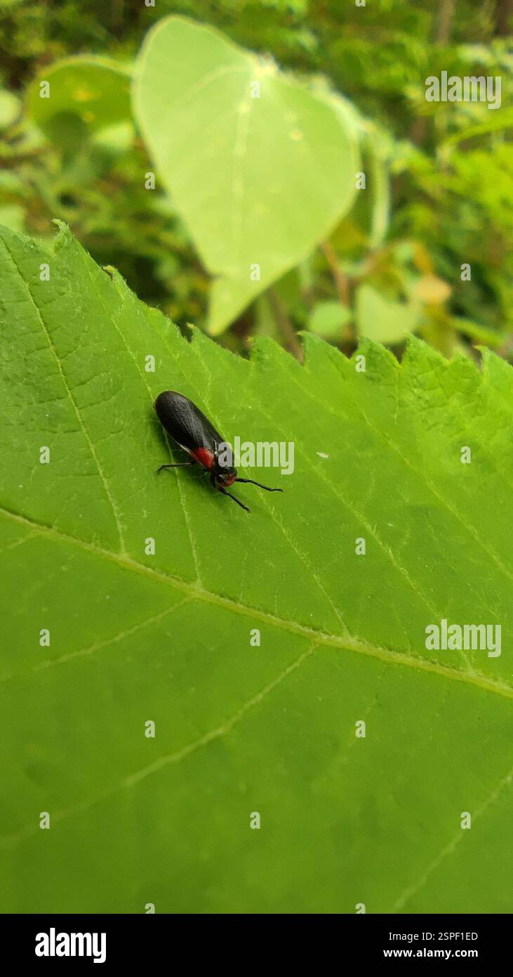 Paphnutius hi-res stock photography and images - Alamy