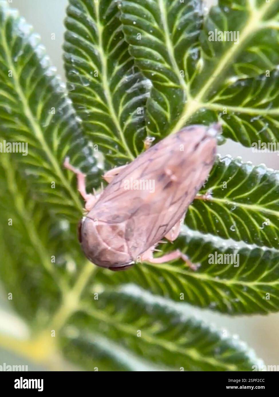 Typical Leafhoppers (Cicadellidae), Insecta, Melbourne VIC, Australia ...