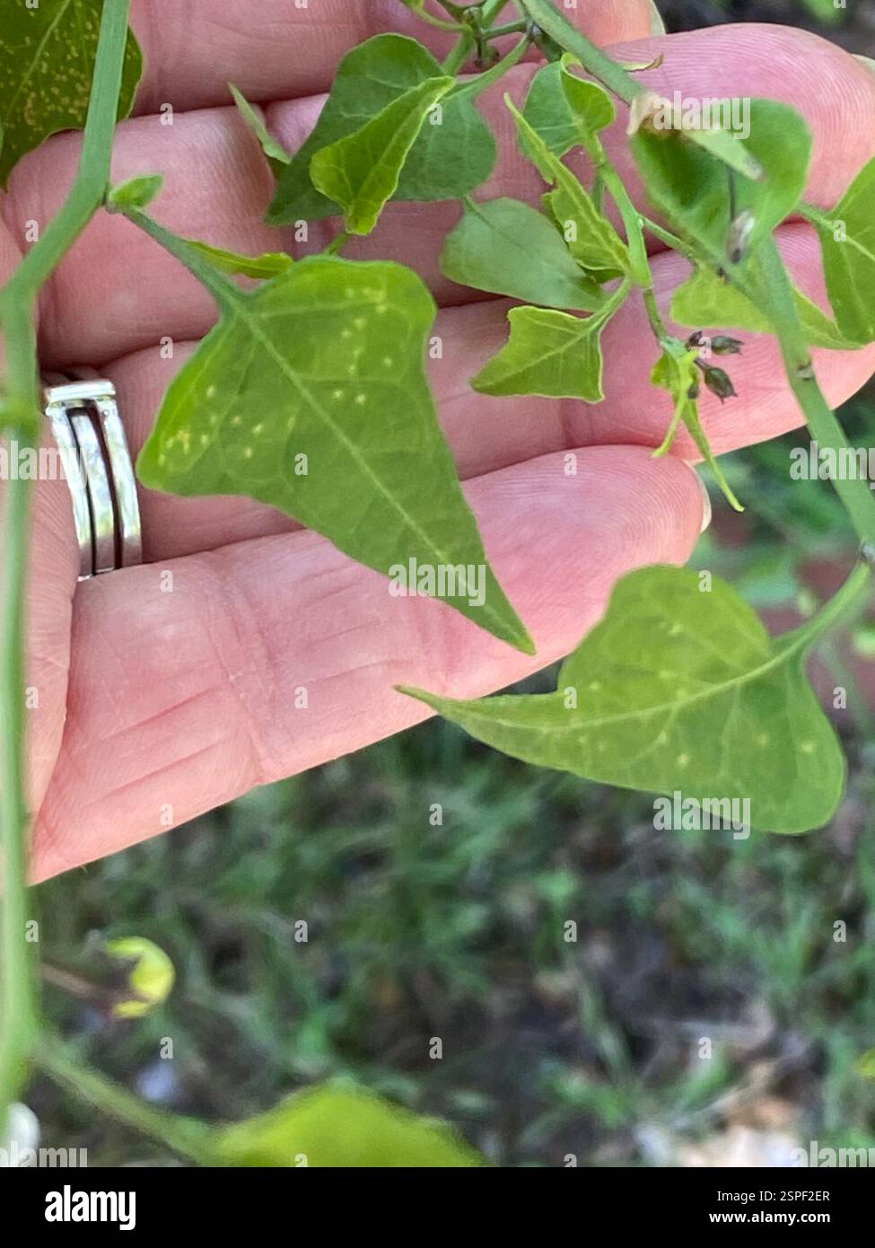 Texas nightshade (Solanum triquetrum), Plantae, E Main St, Cameron, TX ...