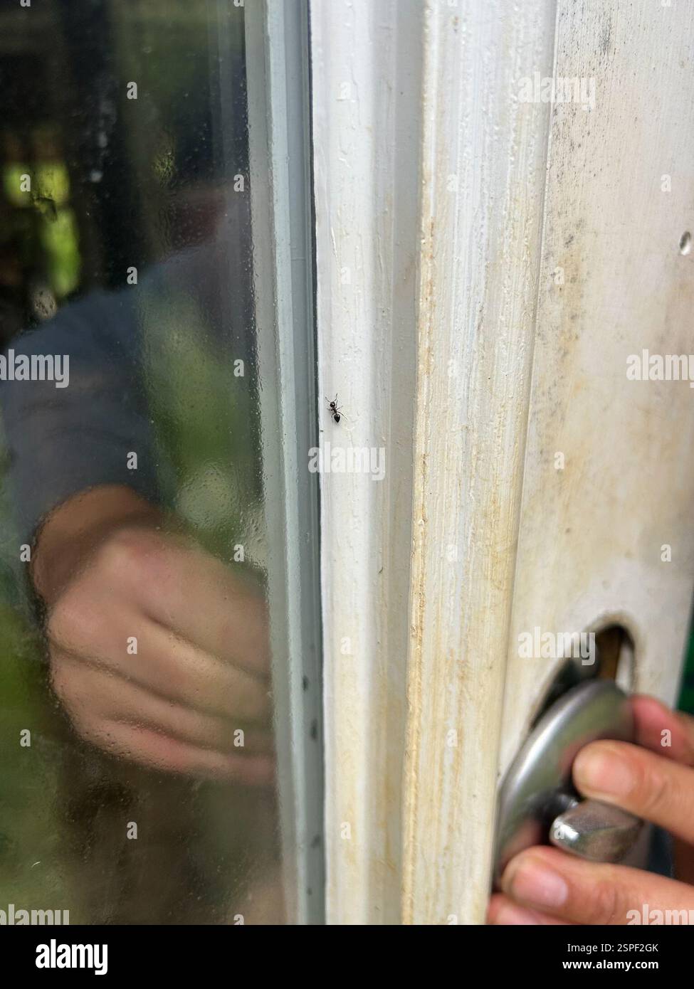 Small-lined Acrobat Ant (Crematogaster lineolata), Insecta, Deer Park ...