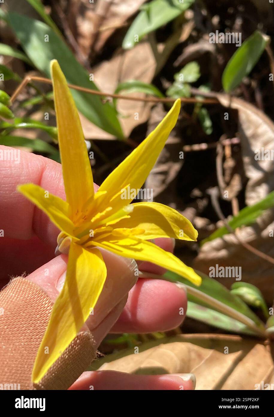 fawn lilies (Erythronium), Plantae, Wheaton Regional Park, Silver ...