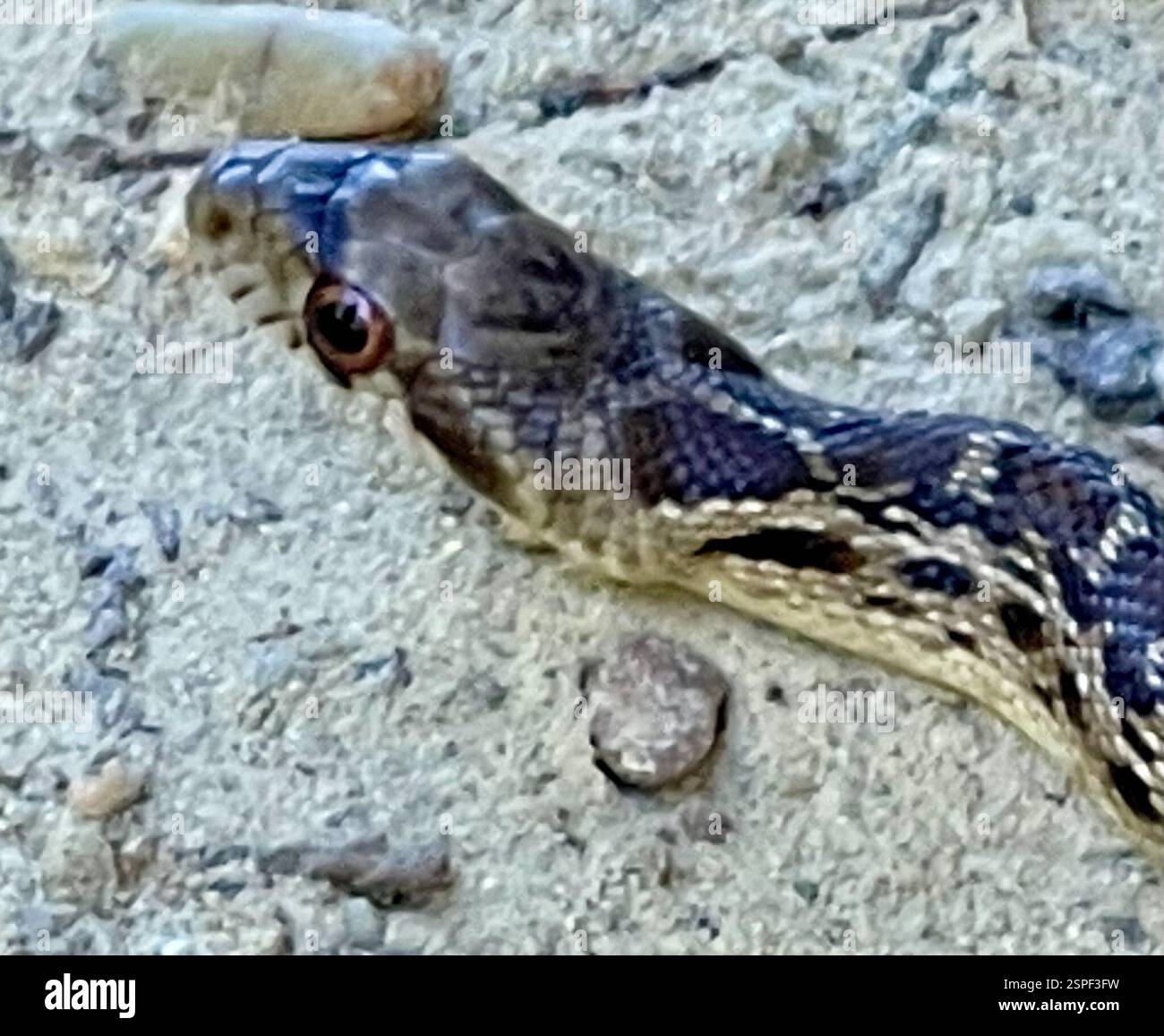 Pacific Gopher Snake (Pituophis catenifer catenifer), Reptilia, Old ...