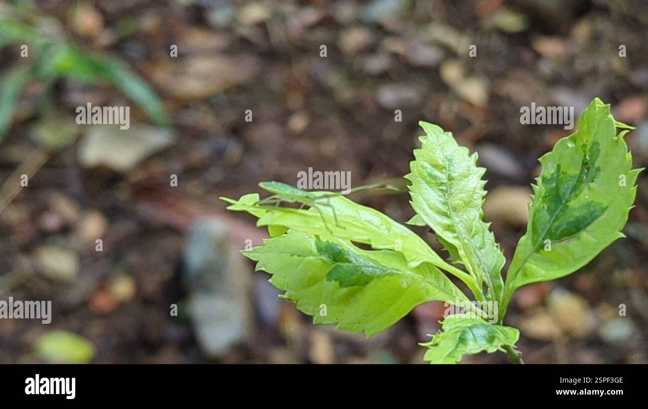 Asian Ant Mantis (Odontomantis planiceps), Insecta, Defence Colony ...