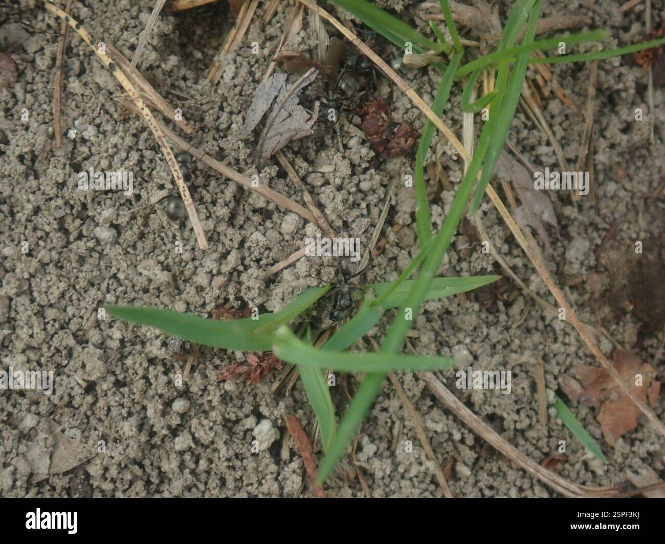 fusca-group Field Ants and Allies (Formica fusca), Insecta, Hadley, MA ...