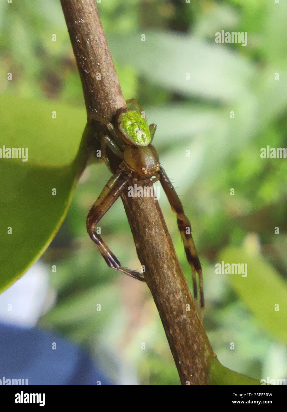 Triangle Crab Spider (Ebrechtella tricuspidata), Arachnida, 中国浙江省杭州市余杭区 ...