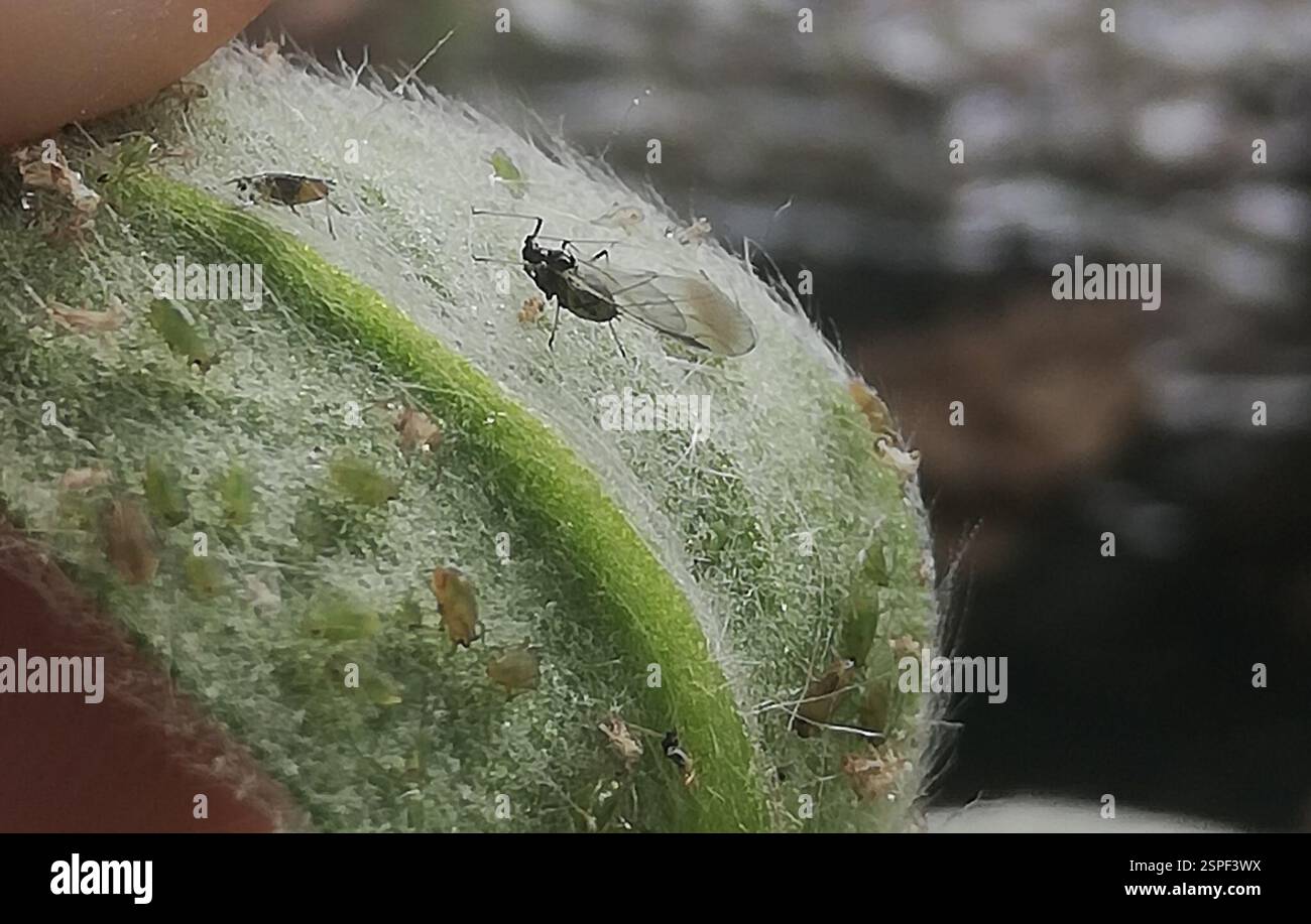 Aphids (Aphididae), Insecta, Harz, DE-ST, DE, Aphids mass occuring each ...