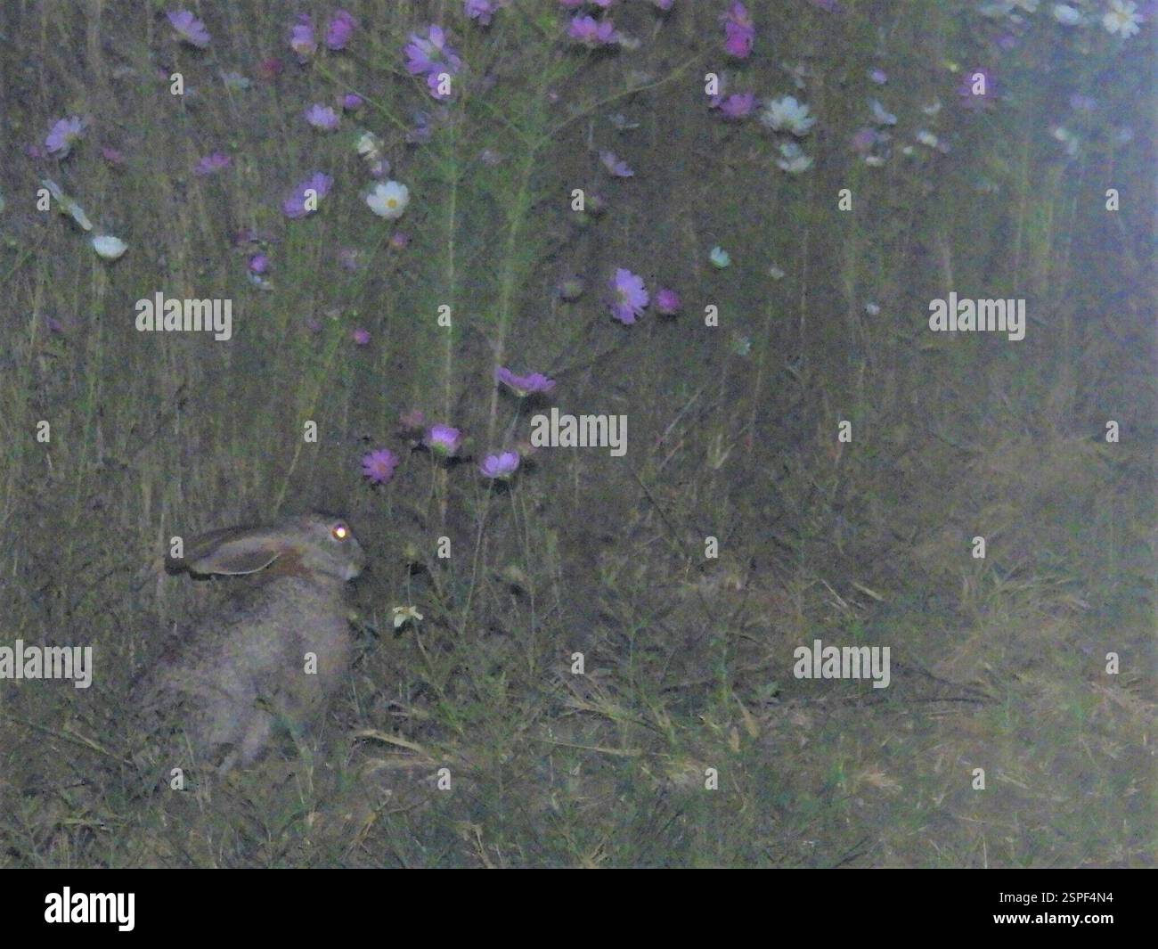 African savanna hare lepus microtis hi-res stock photography and images ...