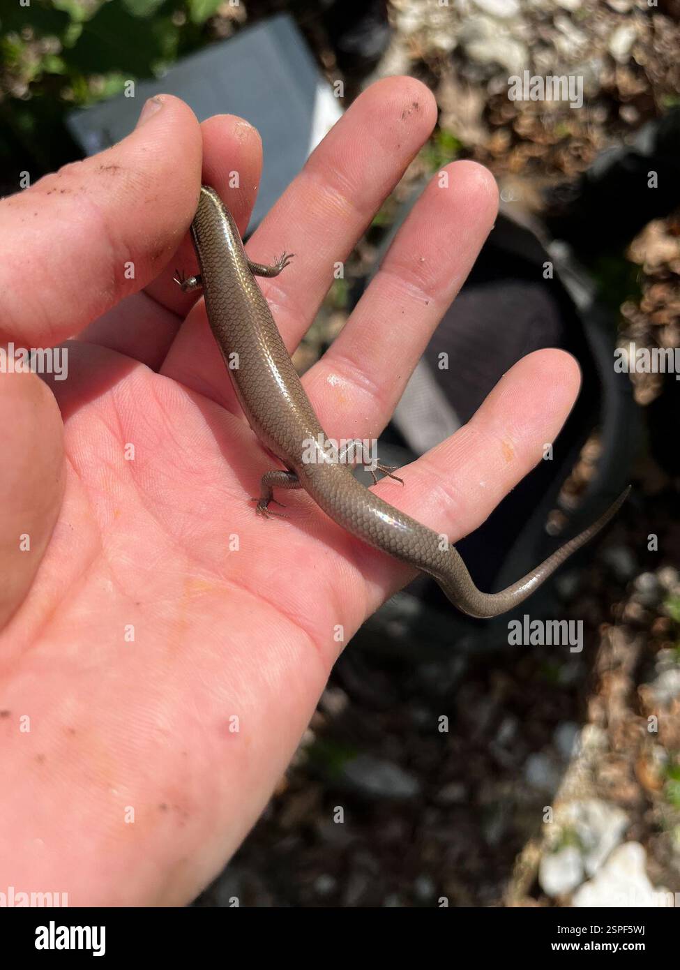 Four-lined Skink (Plestiodon tetragrammus), Reptilia, Texas, US Stock ...