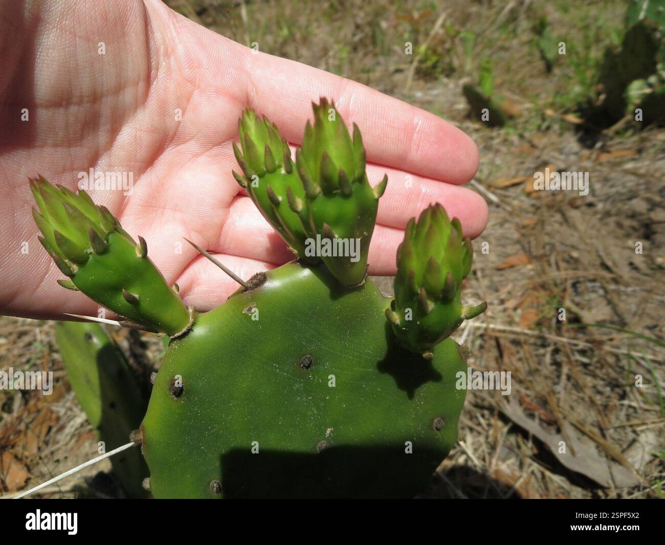 Prickly Pears (Opuntia), Plantae, Beaufort County, SC, USA Stock Photo ...