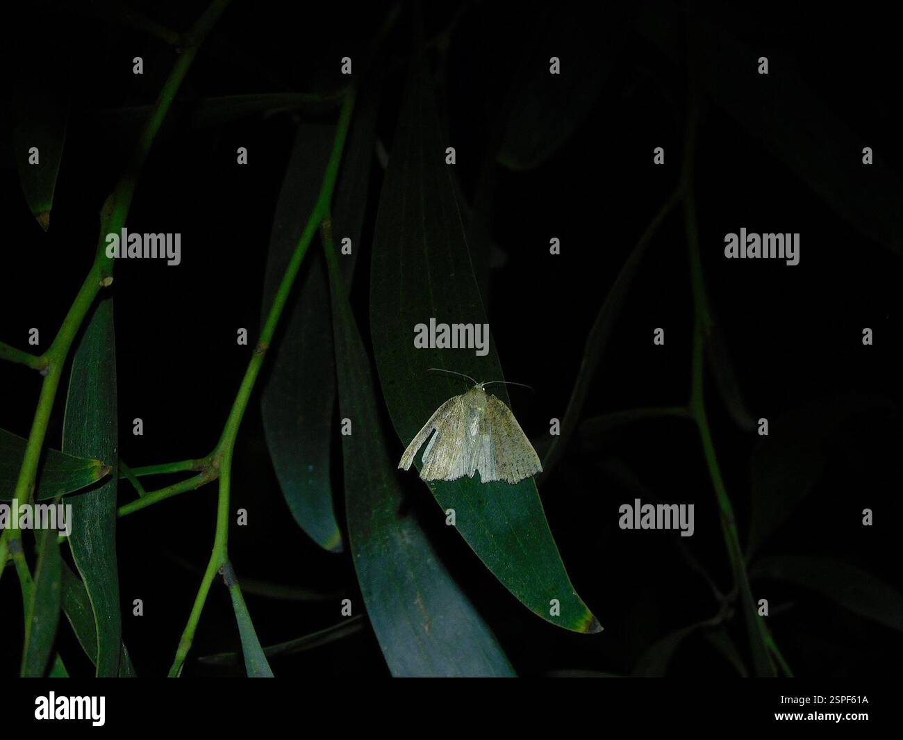 (Furcatrox), Insecta, Truganini Track, Taroona TAS 7053, Australia ...