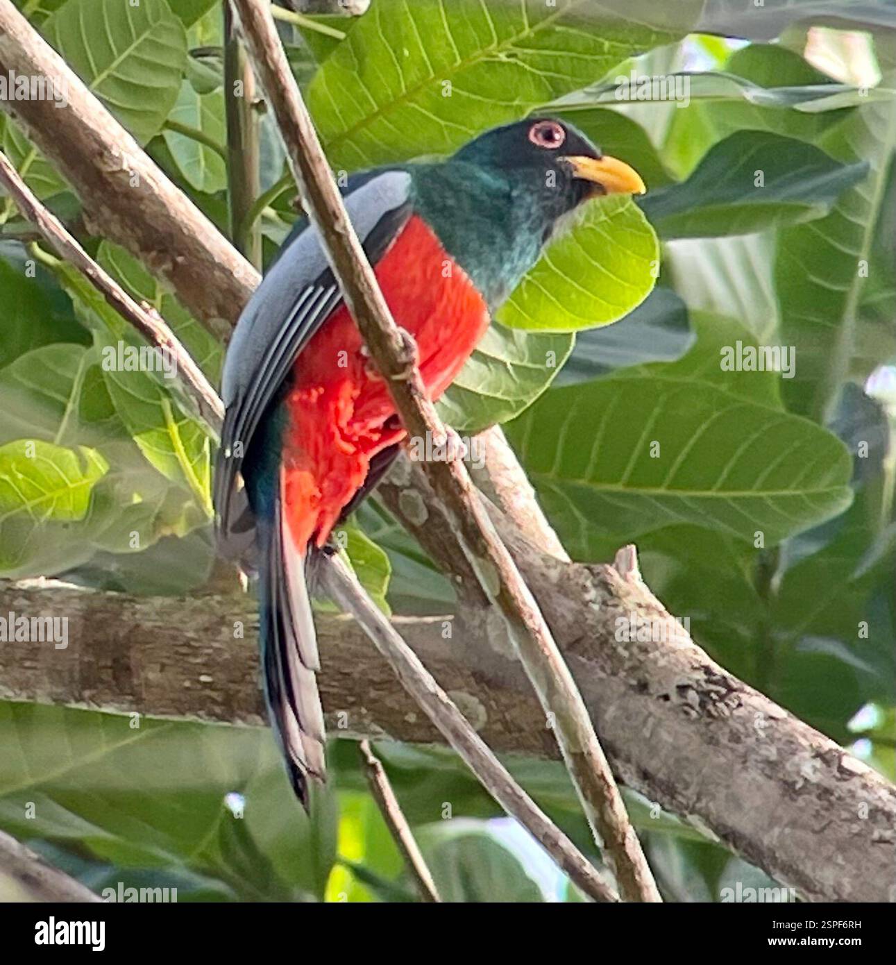 Black-tailed Trogon (Trogon melanurus), Aves, Darien, PA, Black-tailed ...