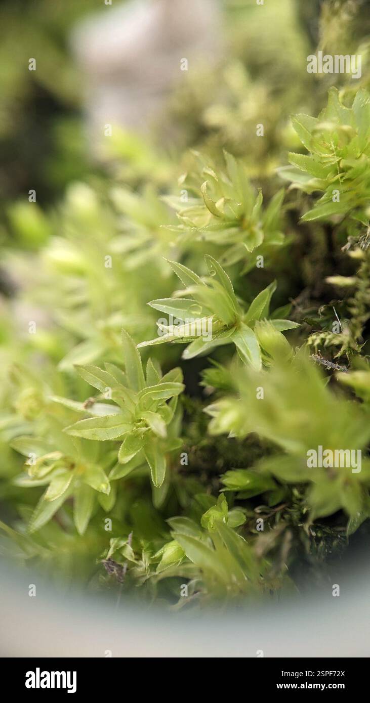Horn Calcareous Moss (Mnium hornum), Plantae, London NW3 1AU, UK Stock ...