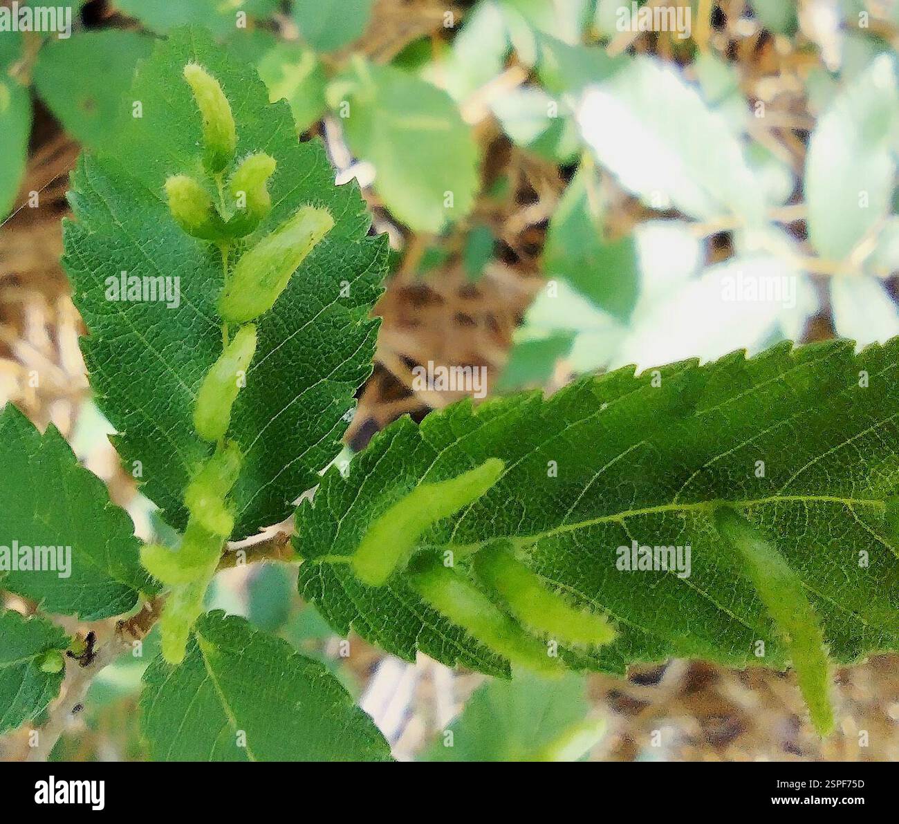 Elm Finger Gall Mite (Aceria parulmi), Arachnida, Texas, US, Small ...