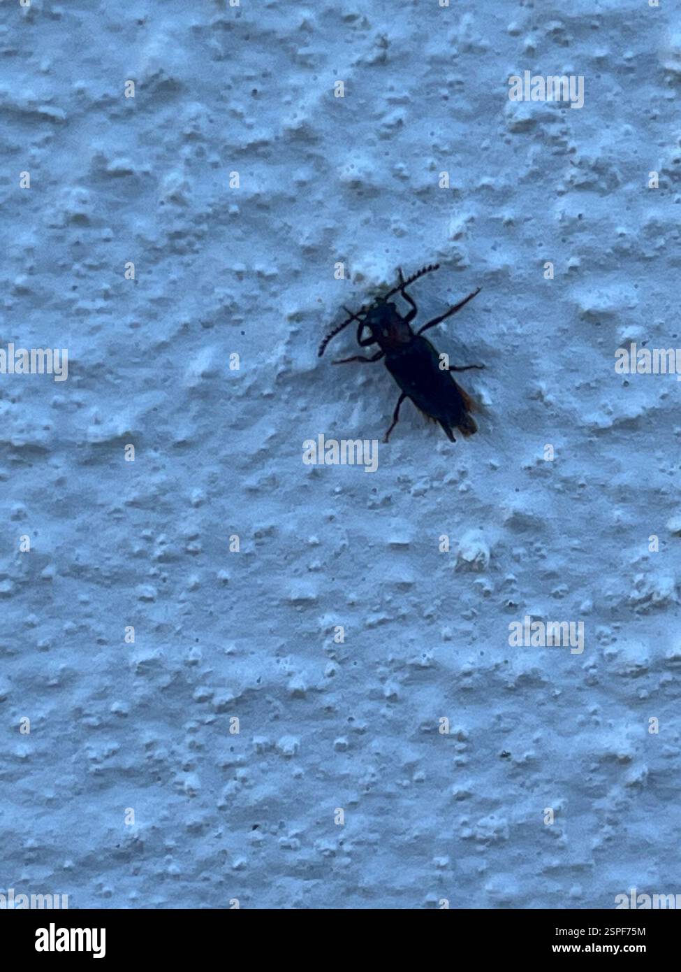 (Malacogaster), Insecta, Rua Brigadeiro Costa Franco, Lagos, Algarve ...