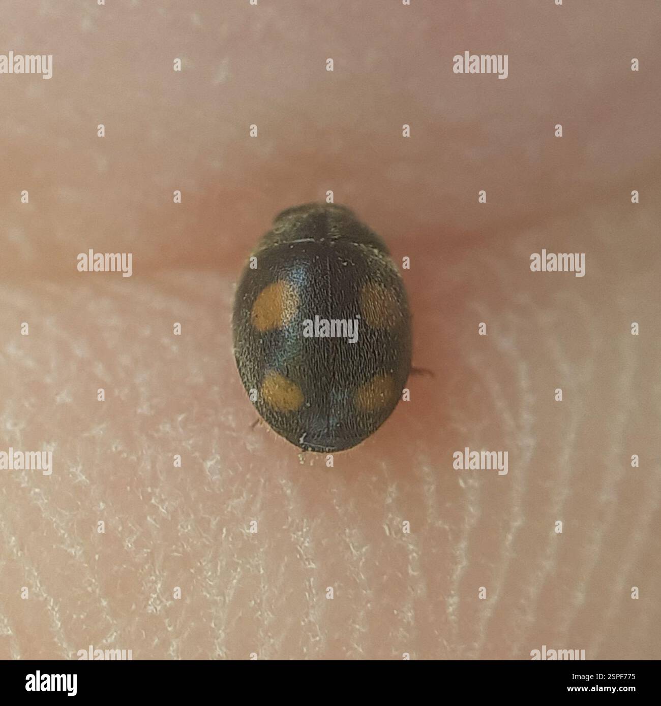 Ant-nest Ladybird (Platynaspis luteorubra), Insecta, 30-551 Kraków ...