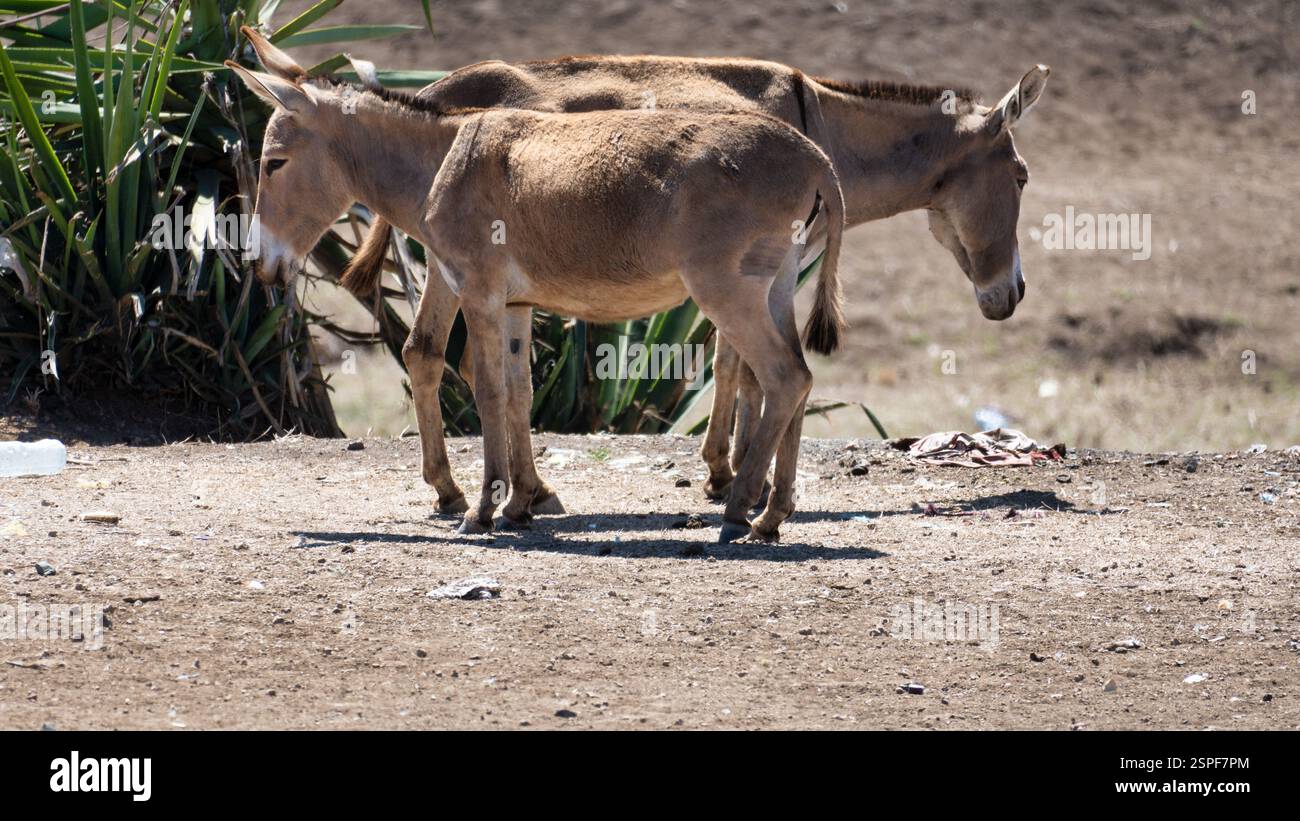 Two Donkeys Are Standing Together in a Vast and Dry Landscape Under the ...