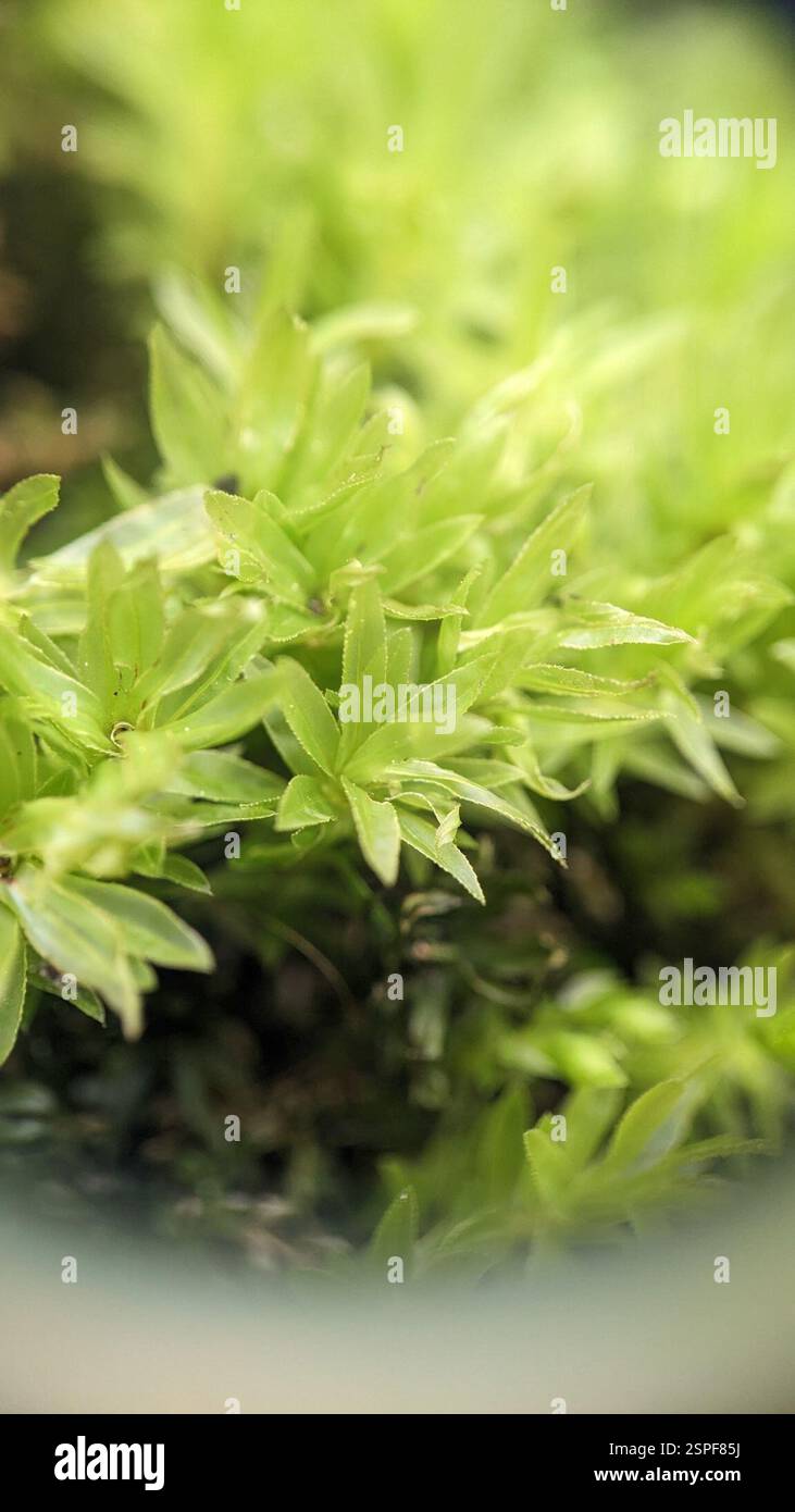 Horn Calcareous Moss (Mnium hornum), Plantae, London NW3 1AU, UK Stock ...