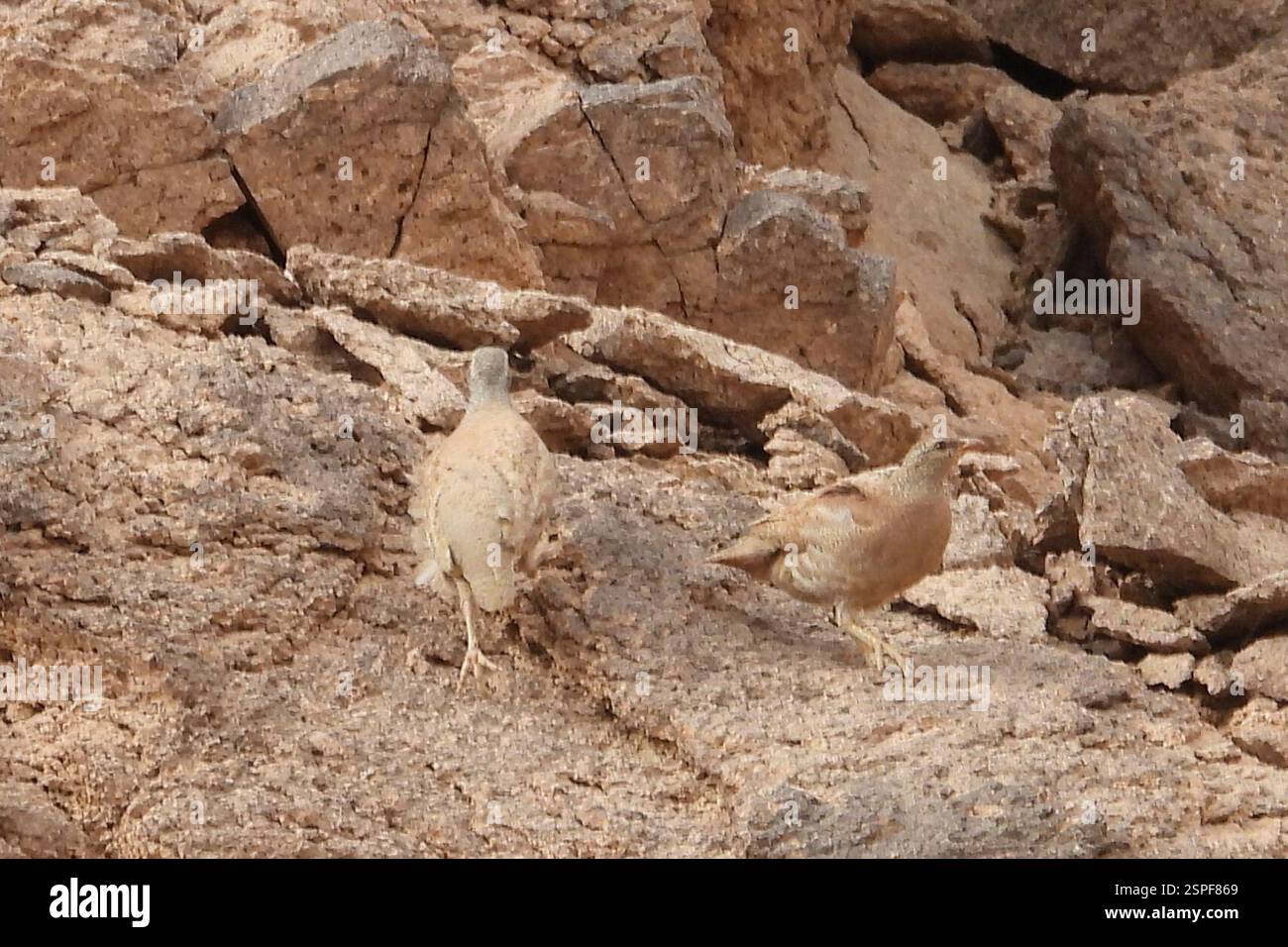 Sand Partridge (Ammoperdix heyi), Aves, Nabq Nature Reserve Stock Photo ...