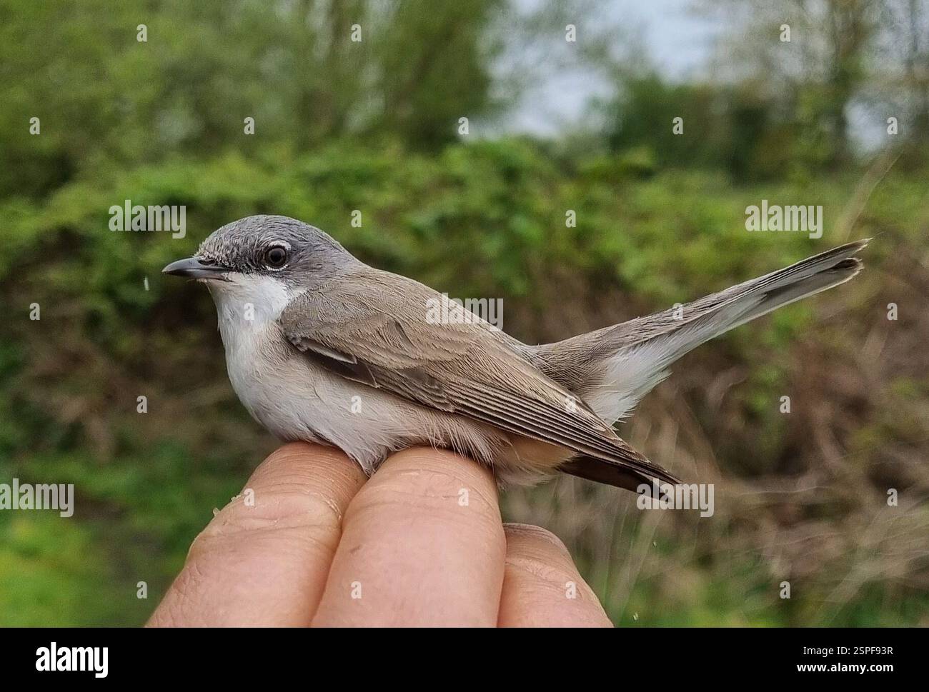 Lesser Whitethroat (Curruca curruca), Aves, Wincanton, Birmingham B46 ...