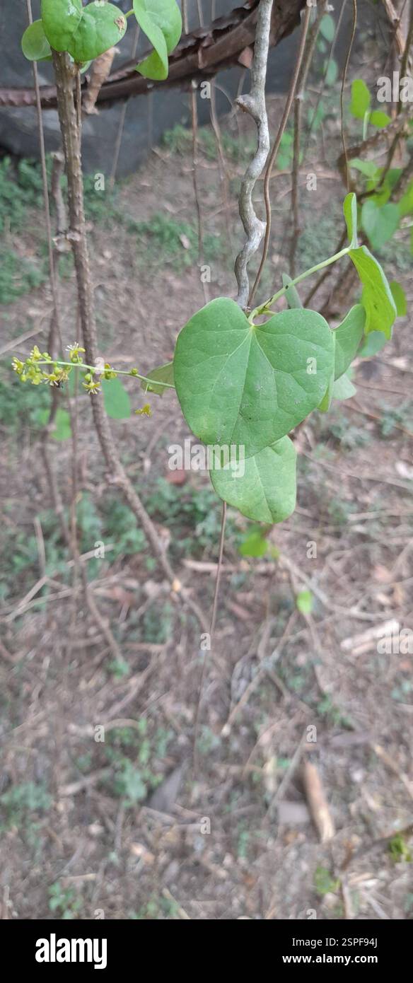 Guduchi (Tinospora cordifolia), Plantae, Shamanna Complex, Fort Kengeri ...