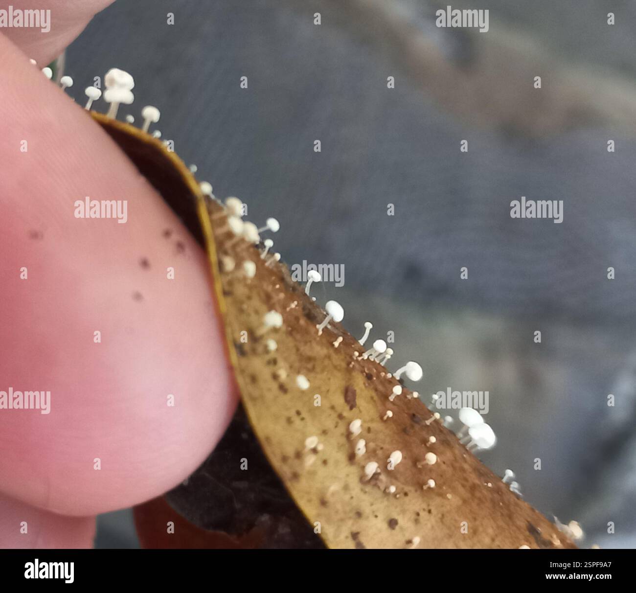 (Physalacria stilboidea), Fungi, Dunedin North, Dunedin, New Zealand ...