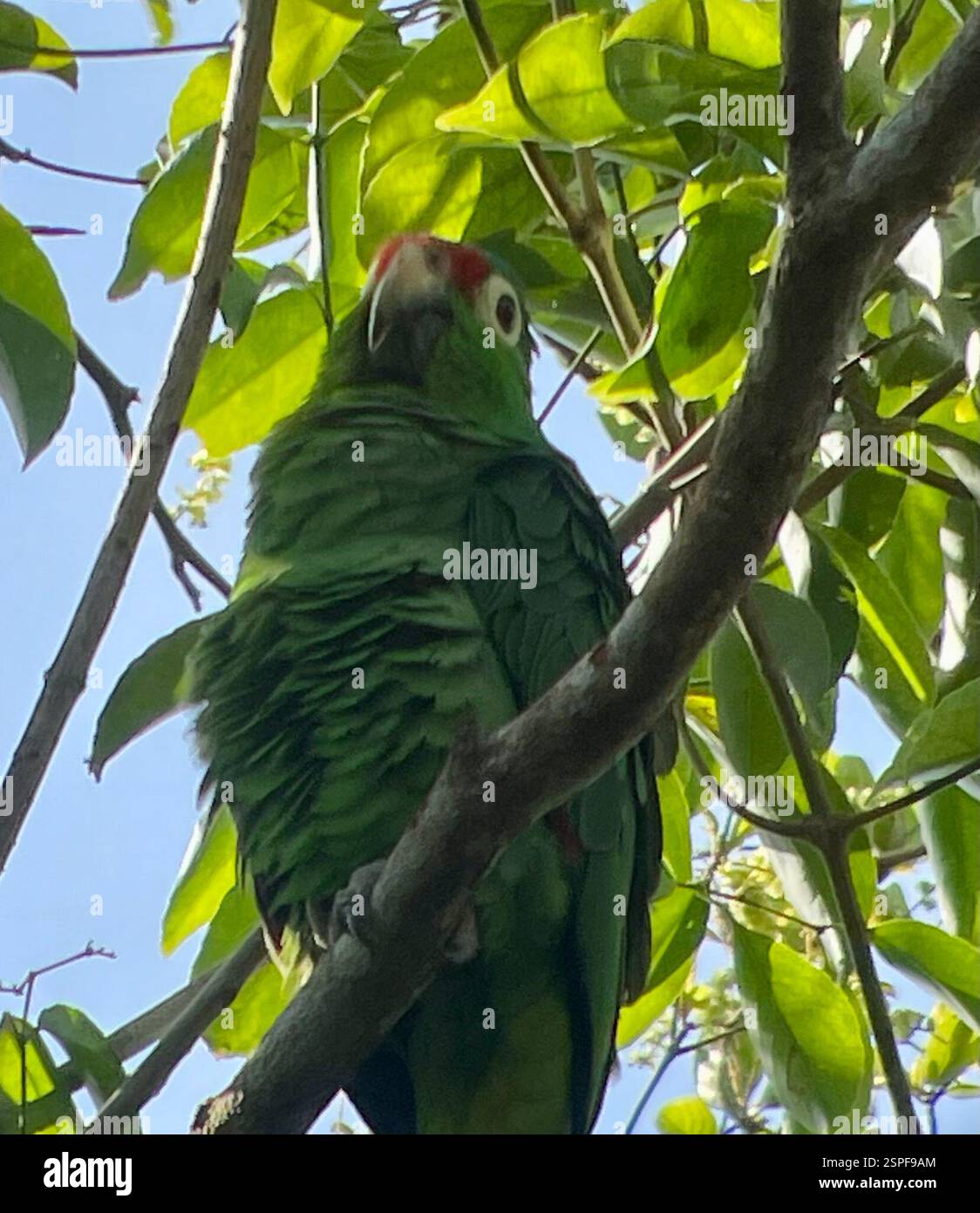 Red-lored Amazon (Amazona autumnalis), Aves, Soberanía National Park ...