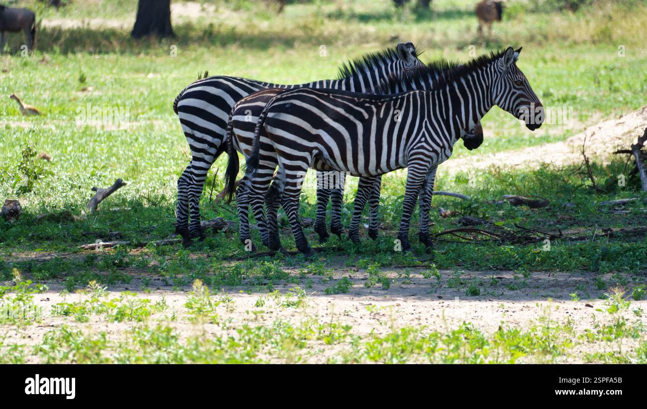 Two zebras stand together in a stunningly lush, green landscape that ...