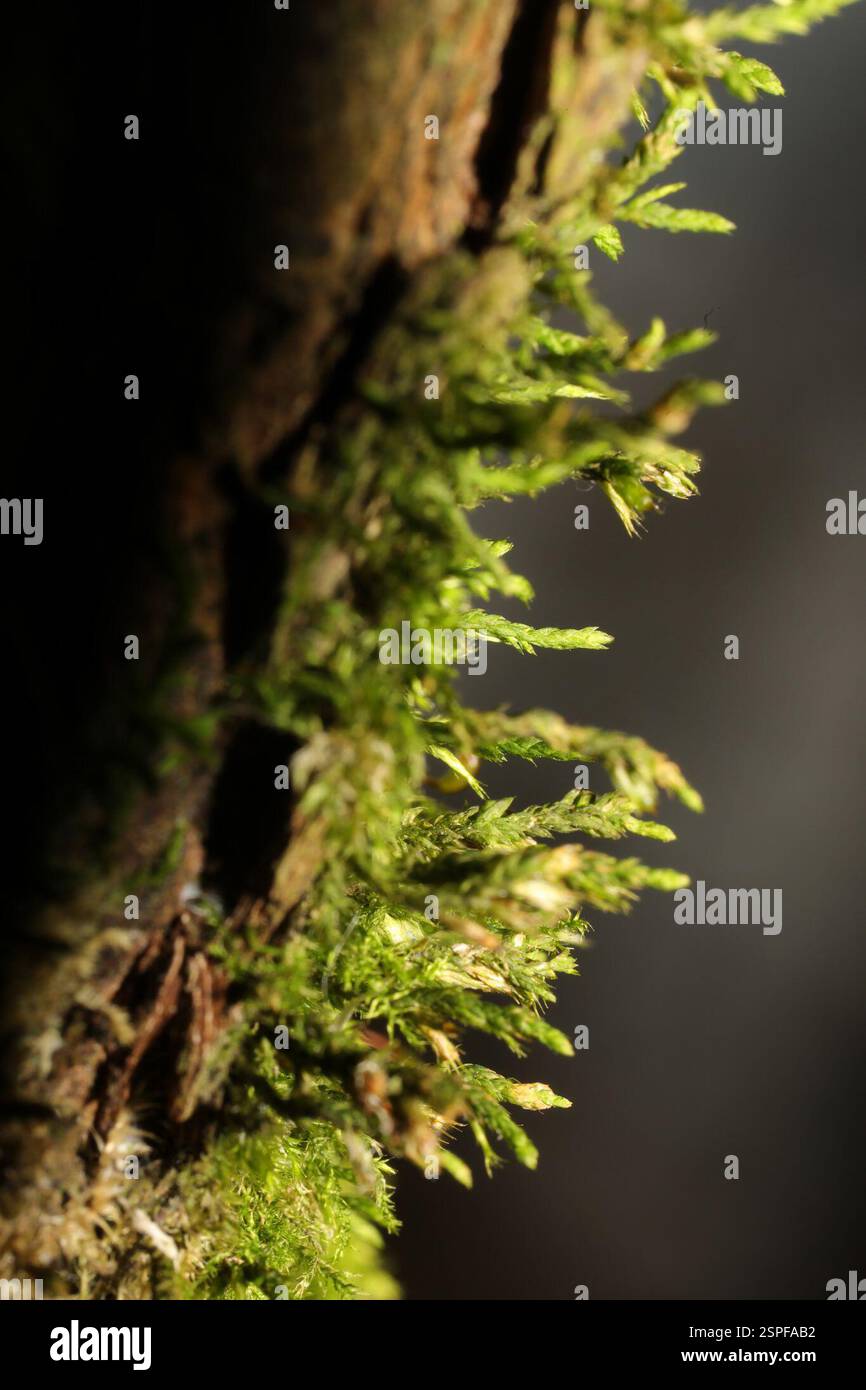 Lateral Cryphaea (Cryphaea heteromalla), Plantae, Pennington Flash C.P ...