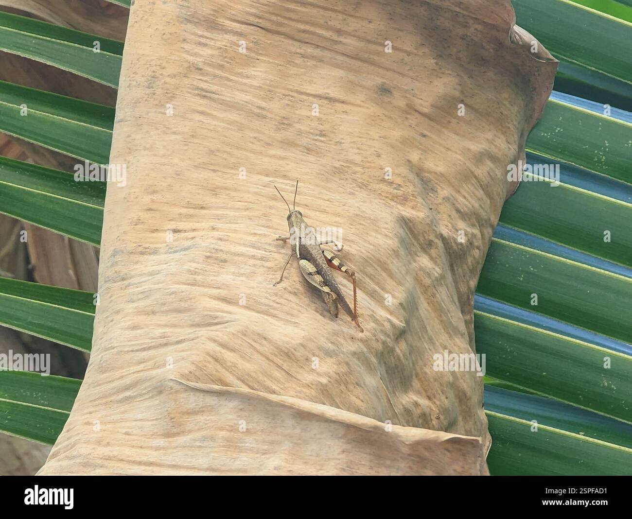 (Diabolocatantops pinguis), Insecta, Dhigurah, Maldives Stock Photo - Alamy
