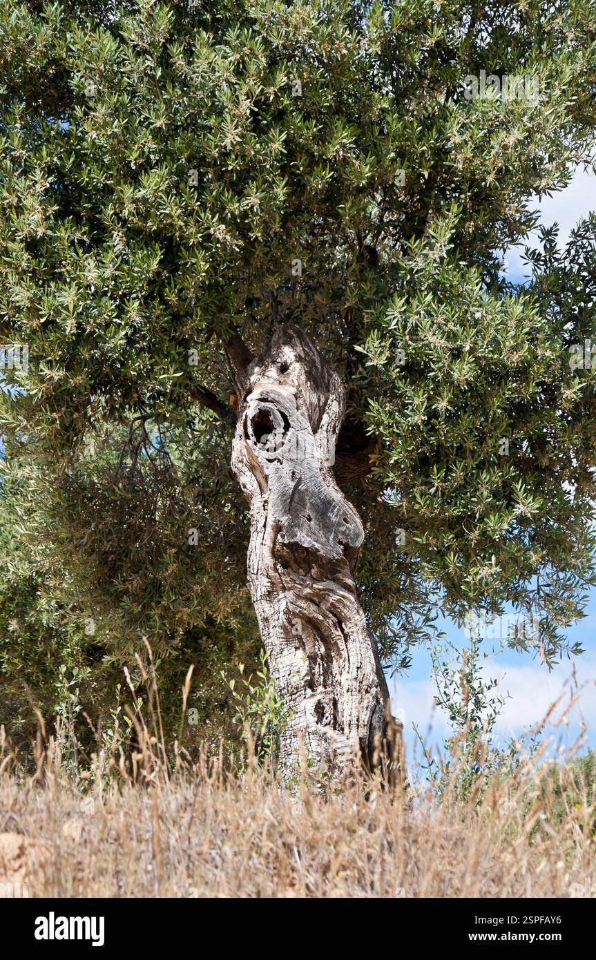 Small olive tree with a trunk that looks like a face with a big nose ...
