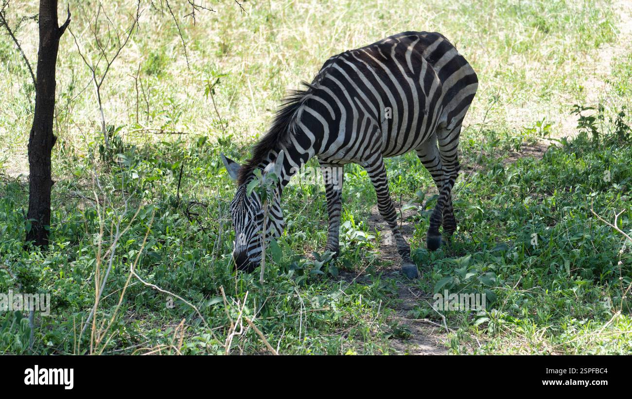 A zebra grazes peacefully among the vibrant greenery, enjoying its ...