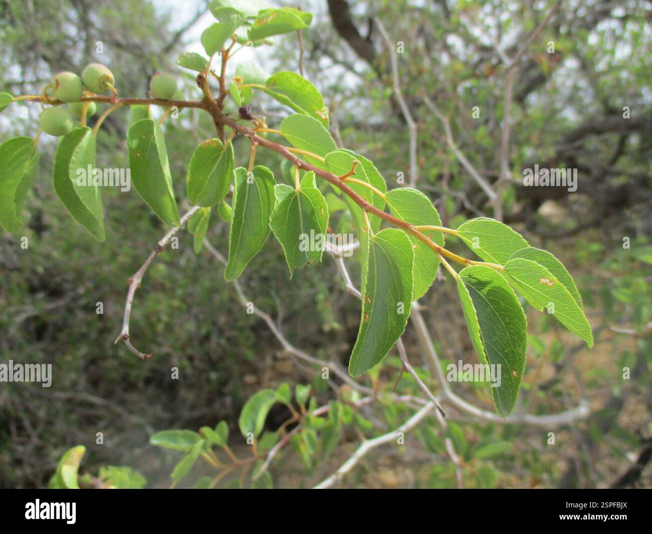buffalo-thorn (Ziziphus mucronata), Plantae, Erongo Region, Namibia ...