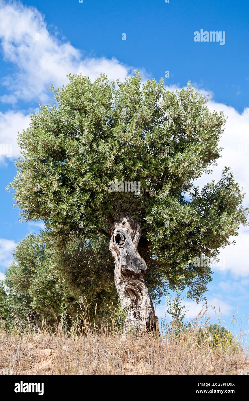 Small olive tree with a trunk that looks like a face with a big nose ...