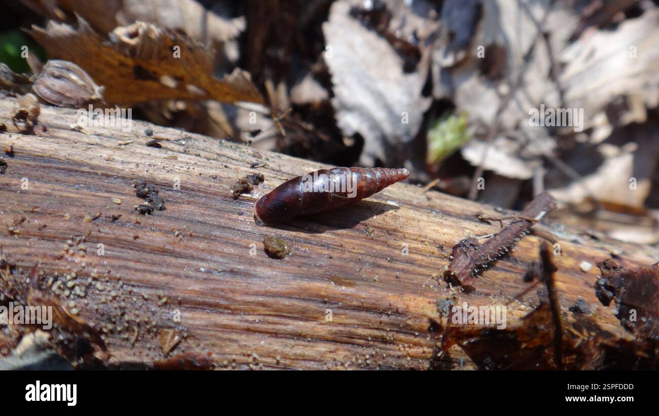 Plaited Door-snail (Cochlodina laminata), Mollusca, Маньківський район ...